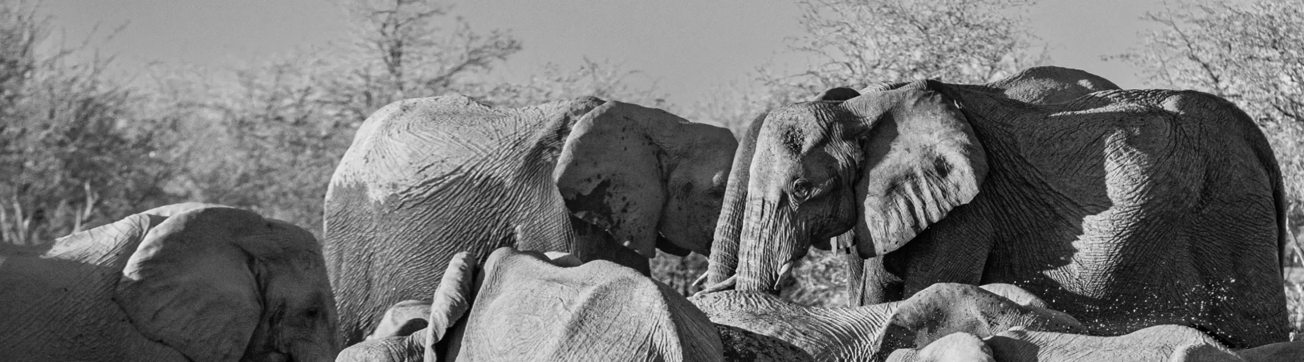 About Connected Conservation